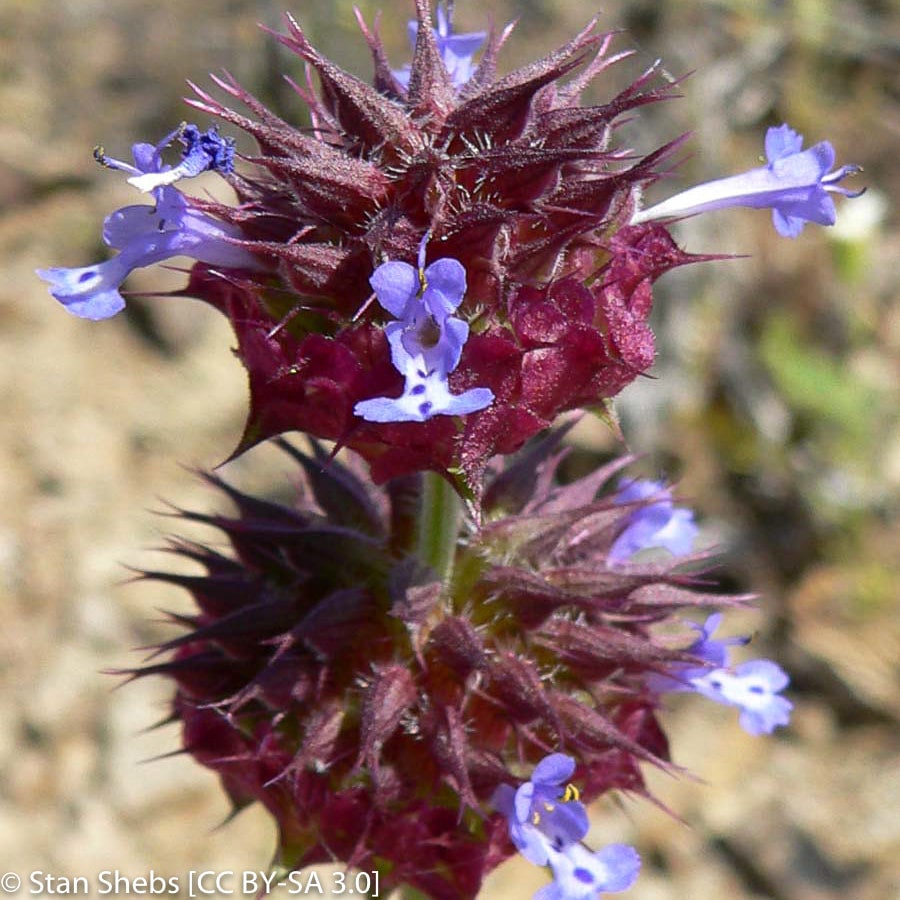 Salvia columbariae (Chia Sage) | California Native Seeds from CNPS-SD