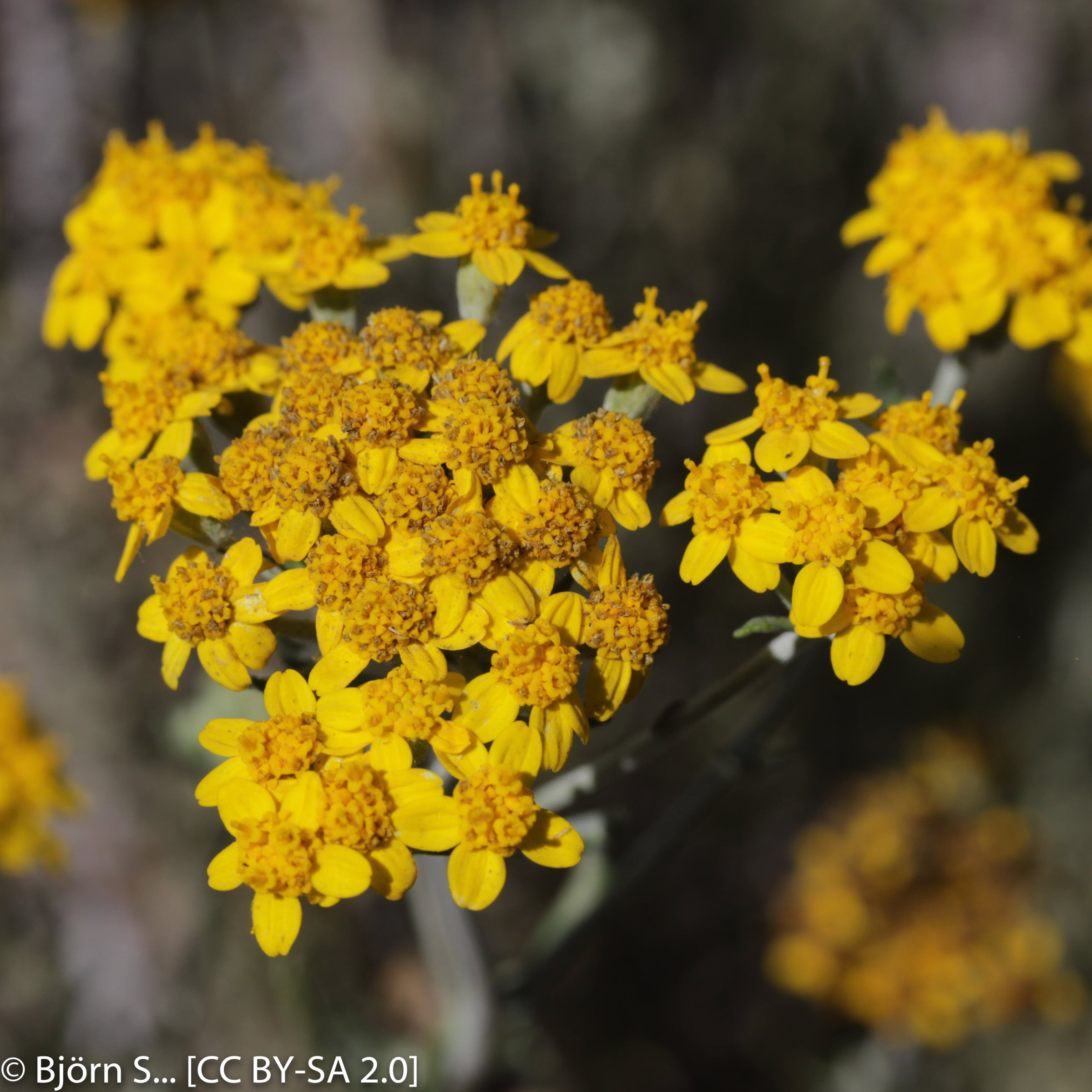 Yellow Yarrow