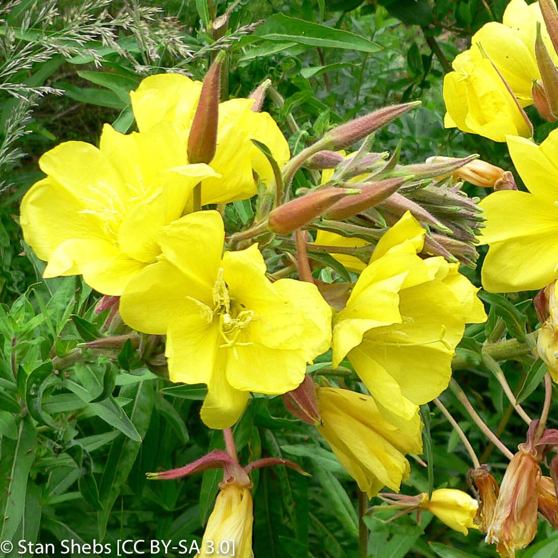 Oenothera elata (Yellow Evening Primrose) | California Native Seeds ...