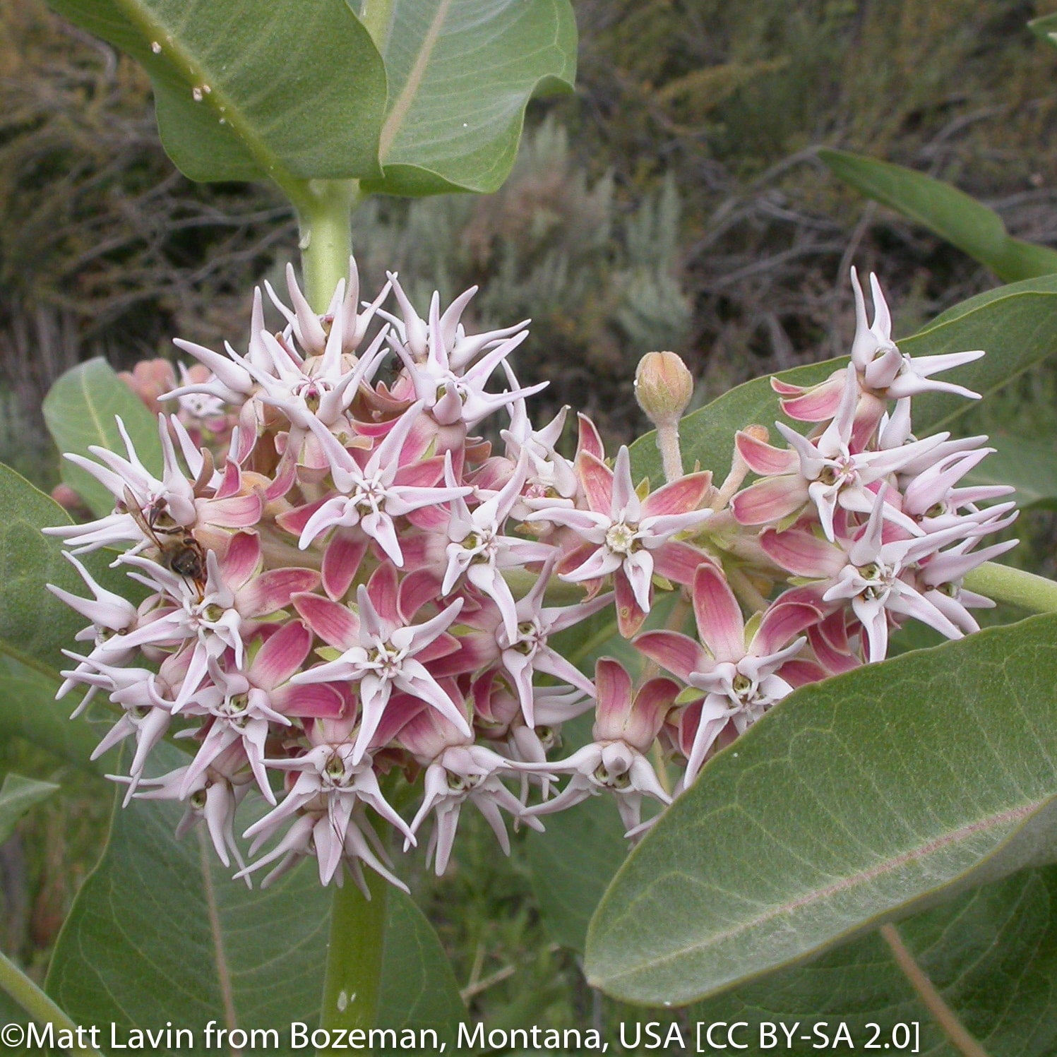 Asclepias speciosa (Showy Milkweed) | California Native Seeds from CNPS-SD