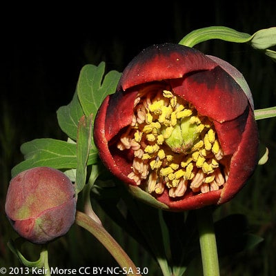 Paeonia californica (California Peony) | California Native Seeds from ...