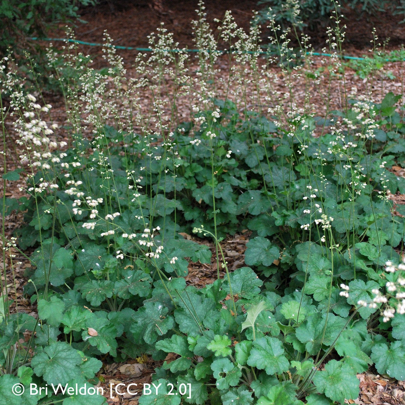 Heuchera maxima (Island Alum Root) | California Native Seeds from CNPS-SD